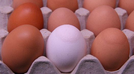 Egg Apex Abnormalities (EAA) caused by Mycoplasma Synoviae | Engormix