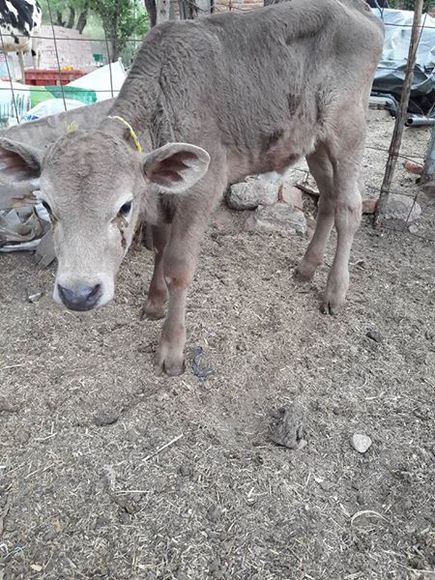 becerra de destete | Engormix