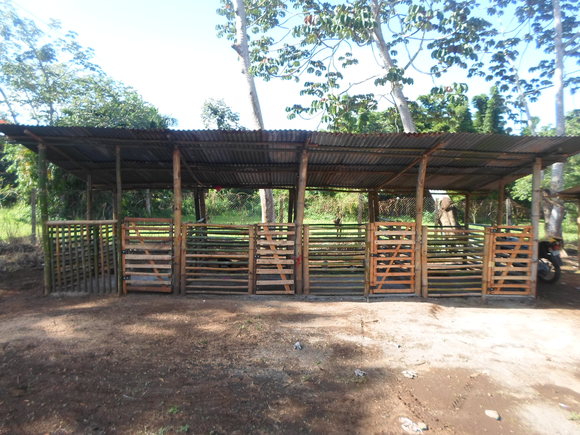 Chanchera rustica de Bambu. | Engormix