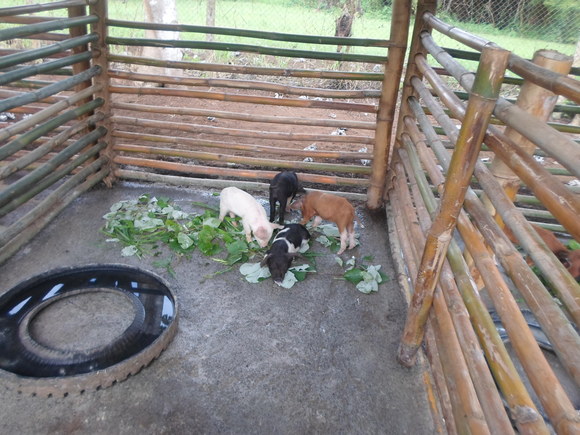 Chanchera rustica de Bambu | Engormix