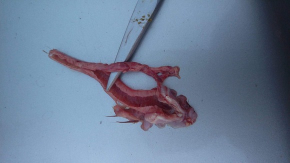 Tracheal core -ILT - Layers | Engormix