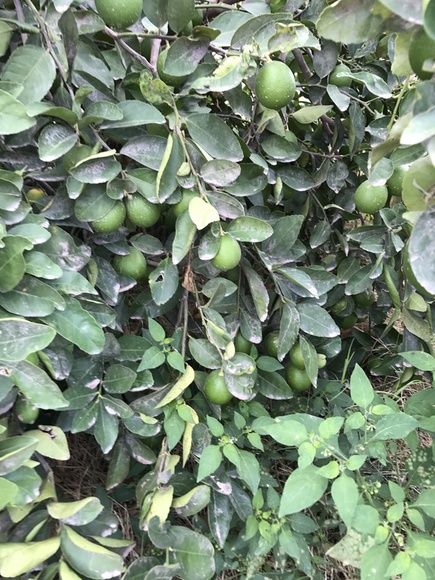 VIUSID AGRO | Engormix