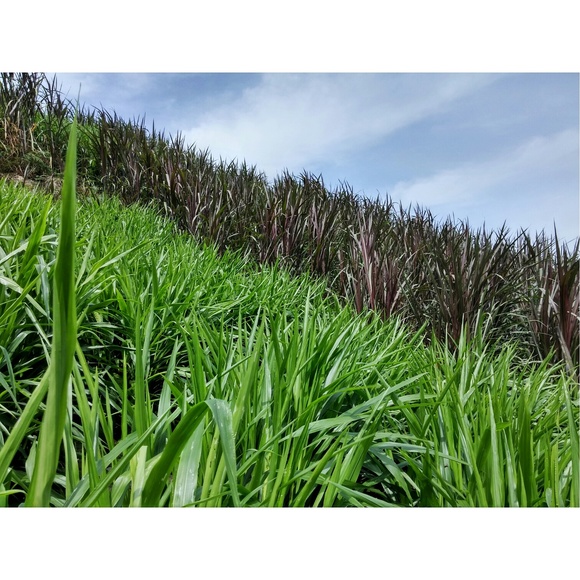 psto imperial y pasto indu morado | Engormix