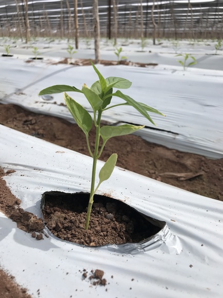 PLANTA DE CHILE BELL PEPEER CON VIUSID AGRO | Engormix