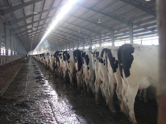 Feed Lane | Engormix