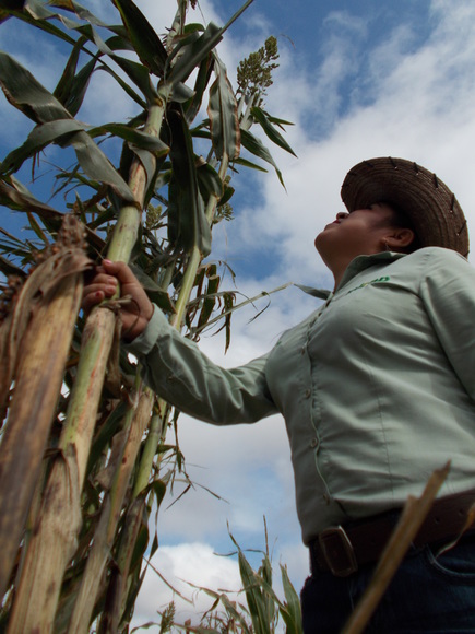 Sorgos Dulces | Engormix