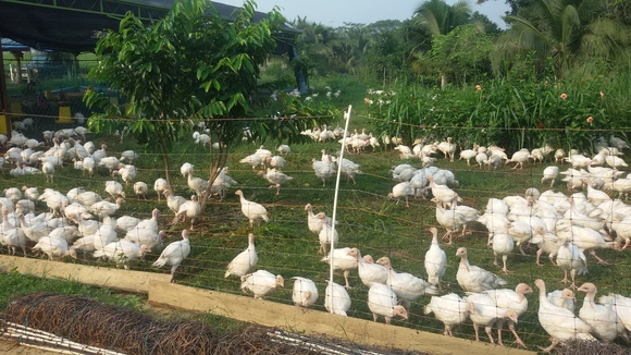 ELECTRIC NETTING, TURKEYS IN, PREDATORS OUT. | Engormix