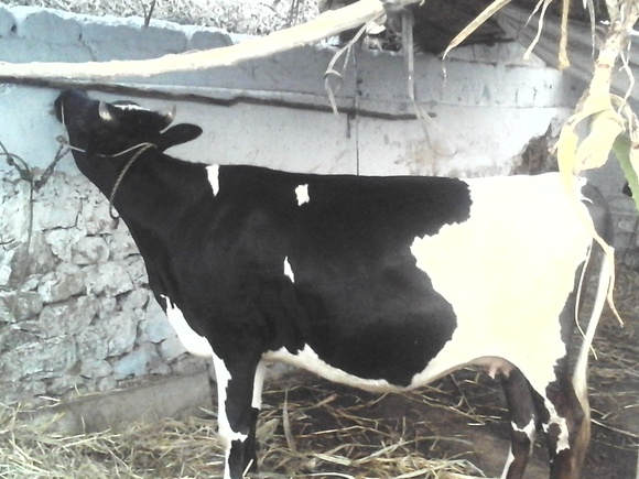 Jersy Cow Engormix