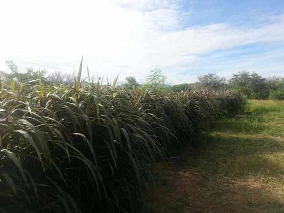 Pasto Elefante Morado | Engormix