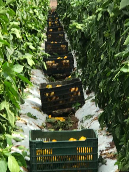 Bell Pepper con programa VIUSID AGRO | Engormix