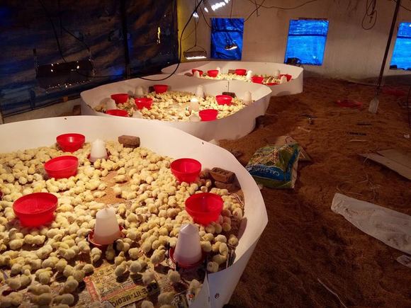 Brooding in India | Engormix