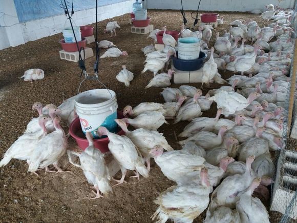 pavos nicholas 700 | Engormix