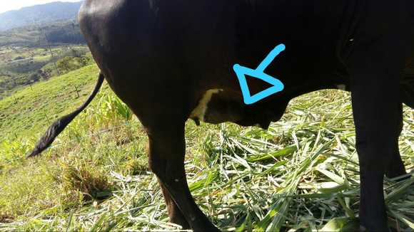 Absceso Vaca | Engormix