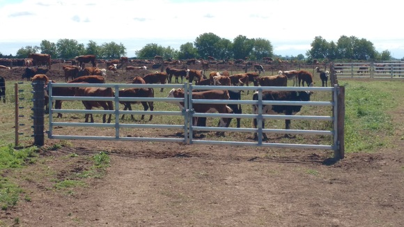 Establecimiento Finlar s.a. Tehobald - Santa Fe. | Engormix