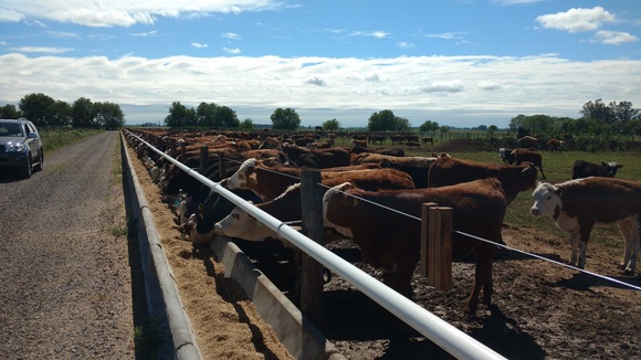 Establecimiento Finlar s.a. Tehobald - Santa Fe. | Engormix