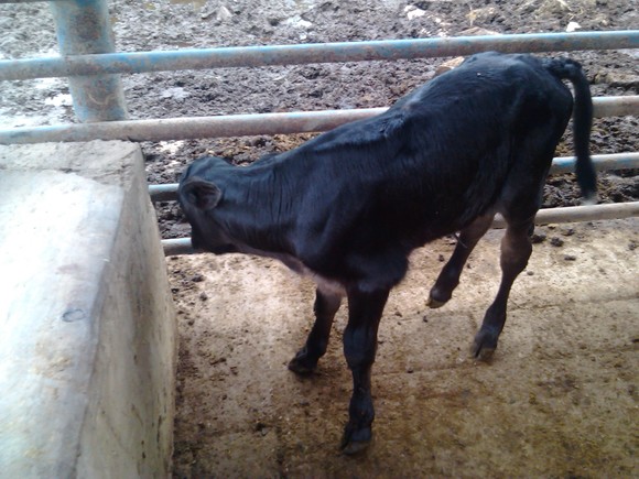 Becerra F1 Girolando | Engormix