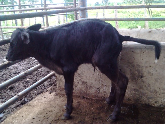 Becerra F1 Girolando...!!! | Engormix