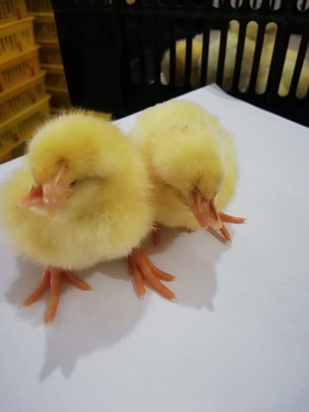 Chick abnormality | Engormix