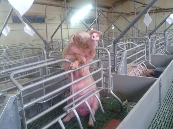 Cerda adiestrada y saludando a su operario favorito | Engormix