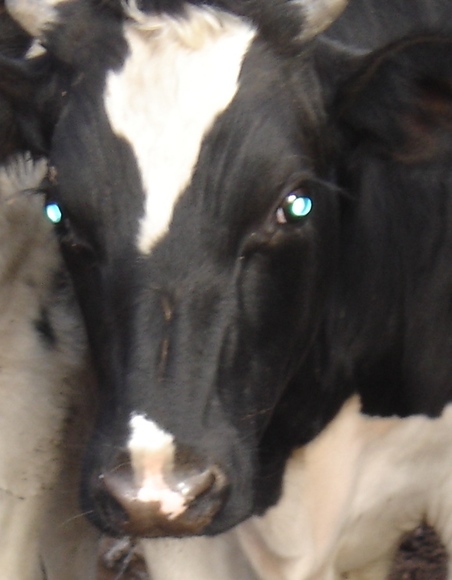 Midriasis por deficit de vitamina A | Engormix