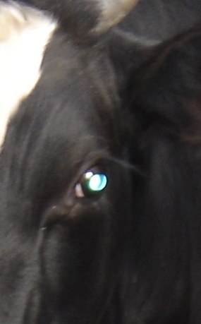 Midriasis por deficit de vitamina A | Engormix