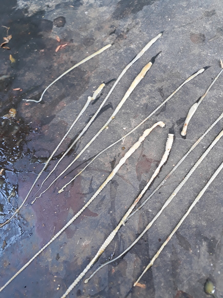 Tapeworm infection in Backyard poultry | Engormix