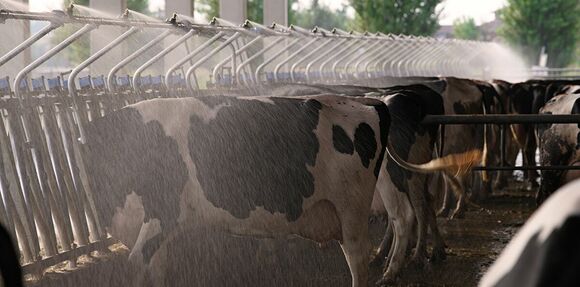 SOAKING /SHOWERING SYSTEM | Engormix