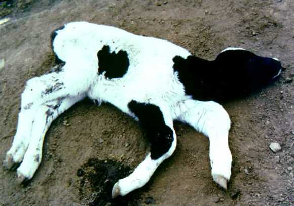 Onfalitis en recién nacido y sus consecuencias | Engormix