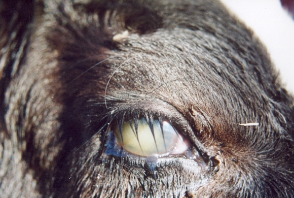 Onfalitis del recién nacido y susu consecuencias | Engormix