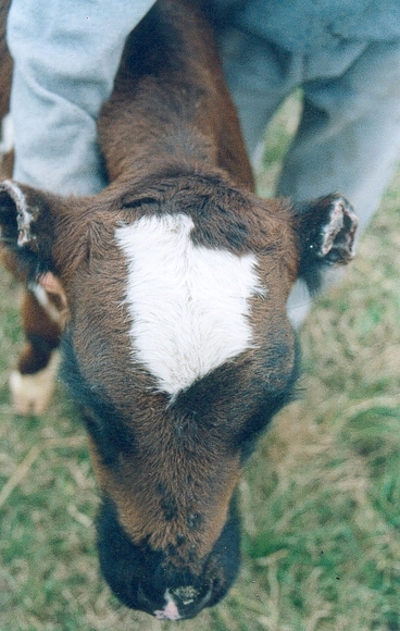 Gamgrena seca por salmonellas | Engormix