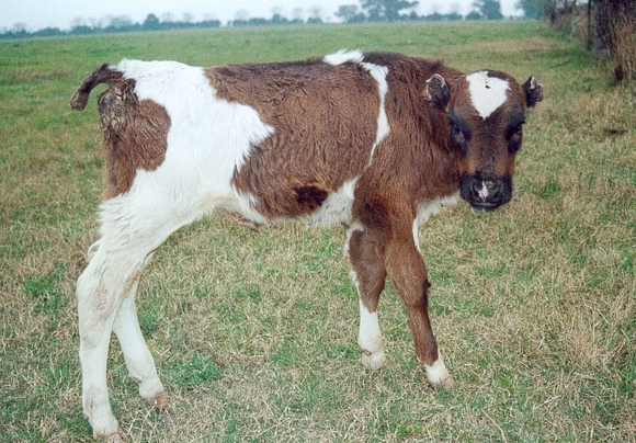 Gangrena seca por salmonellas | Engormix