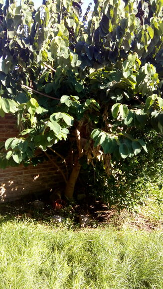 Es una graviola o no? | Engormix