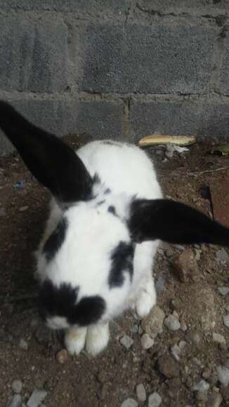 Nuevo Cunicultor | Engormix