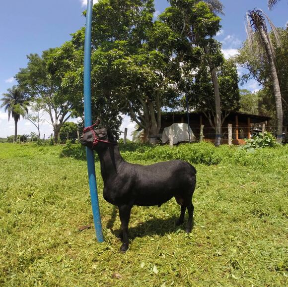 ovejo santa ines dorper | Engormix