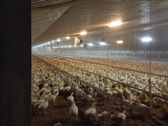 A broiler production site in Grantham a village in England | Engormix