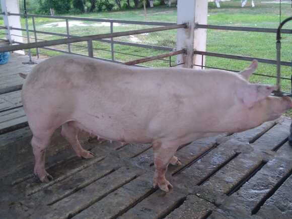 ESTA ES LA CERDA | Engormix