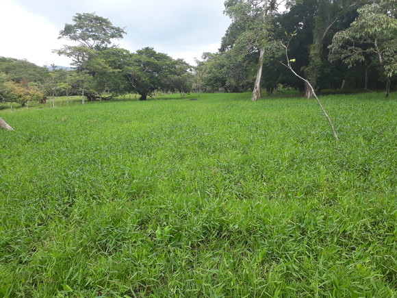 Pasto taner - Brachiaria arrecta | Engormix