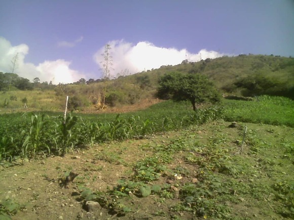 Plantaciones de Maíz Orgánico | Engormix