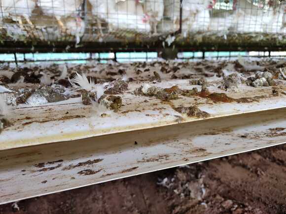 Layer chicken loose/watery mucoid droppings | Engormix