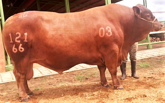 Toro Senepol HSC Costanero 121/66 | Engormix