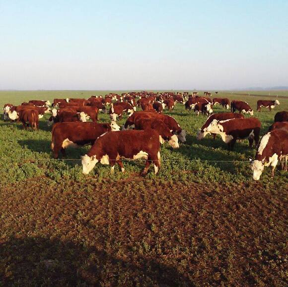 Rodeo Polled Hereford | Engormix