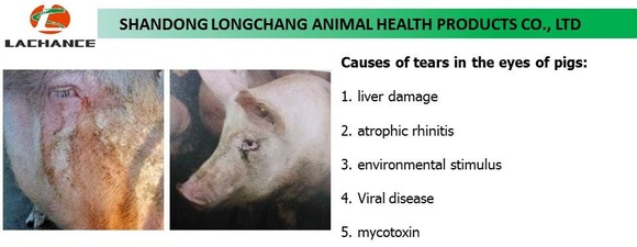Causes of tear stains of pigs | Engormix