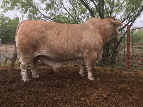 Raza BEEFMASTER | Engormix