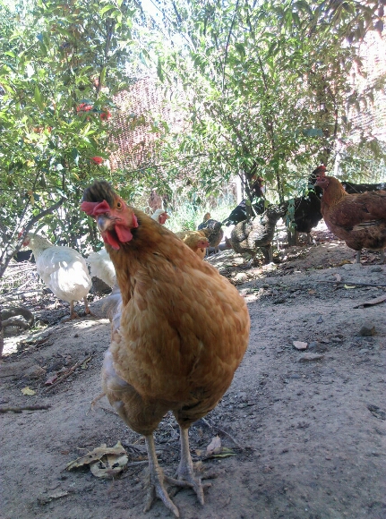 La engreida | Engormix