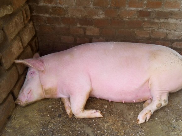 MI PRIMERA CERDA | Engormix