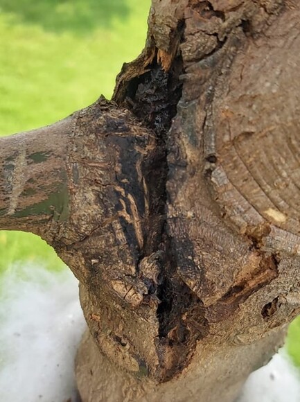 Cicatriz negra en la base de una de las ramas | Engormix