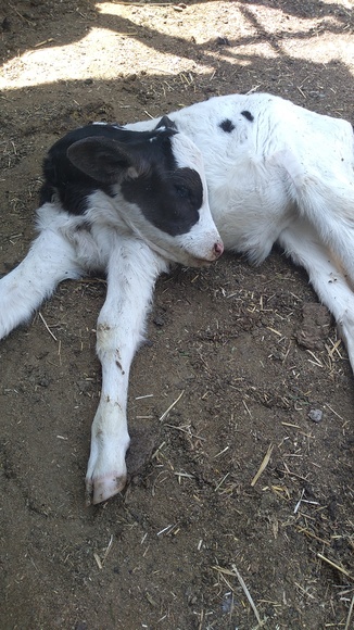 Ternero con diarrea | Engormix