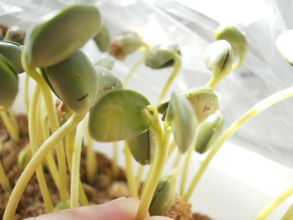 Germinación de Soja en laboratorio- Hojas falcadas | Engormix