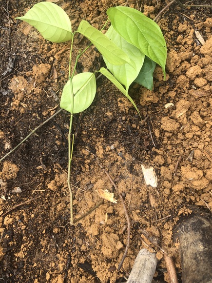 Planta de Chuncho | Engormix