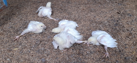 Slipped Tendons and Spraddle Legs in Broiler Birds aged 11 days | Engormix
